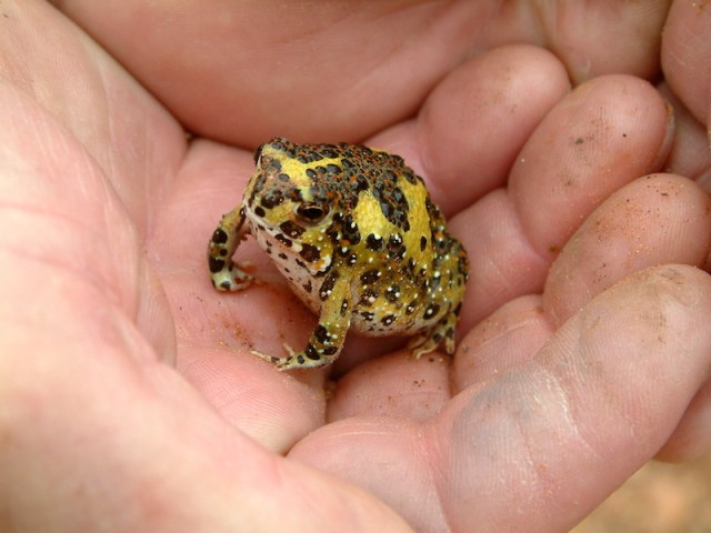 Crucifix Toad